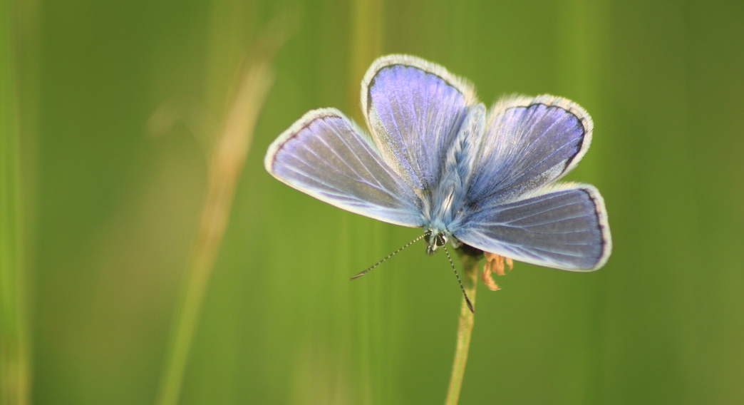 Beguiled by blues | The Wildlife Trusts