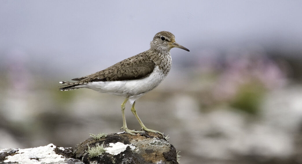 Wading into autumn | The Wildlife Trusts