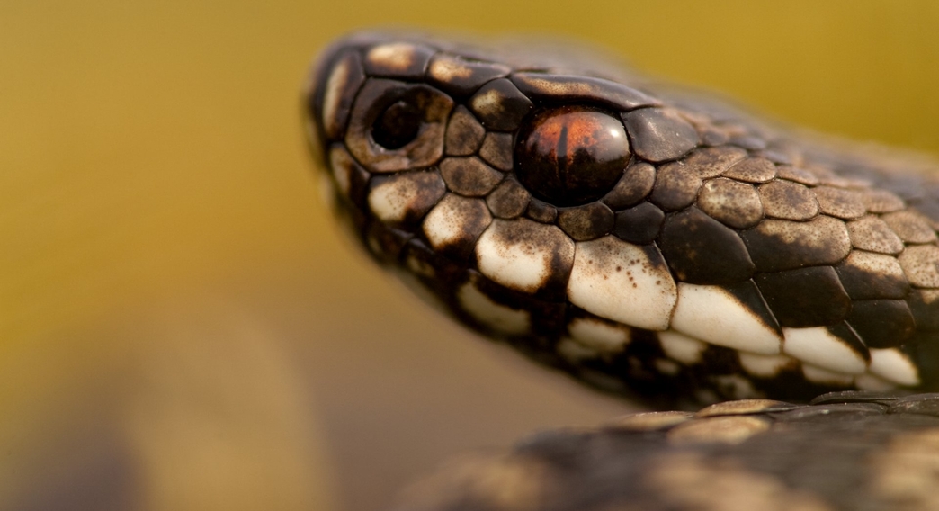 Identify UK snakes | The Wildlife Trusts