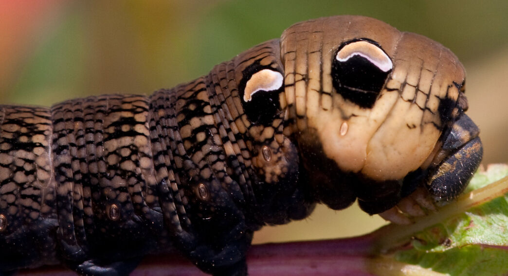 Elephant hawk-moth | The Wildlife Trusts