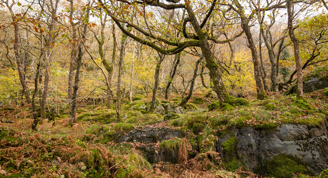 Where to see UK rainforest | The Wildlife Trusts