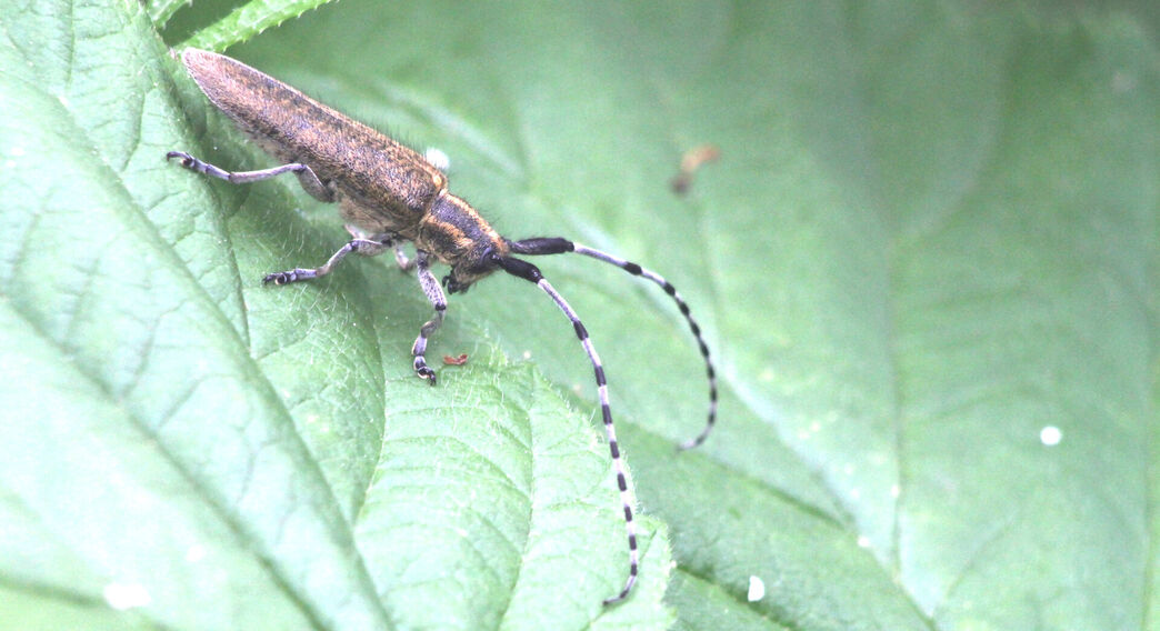 Identify beetles | The Wildlife Trusts