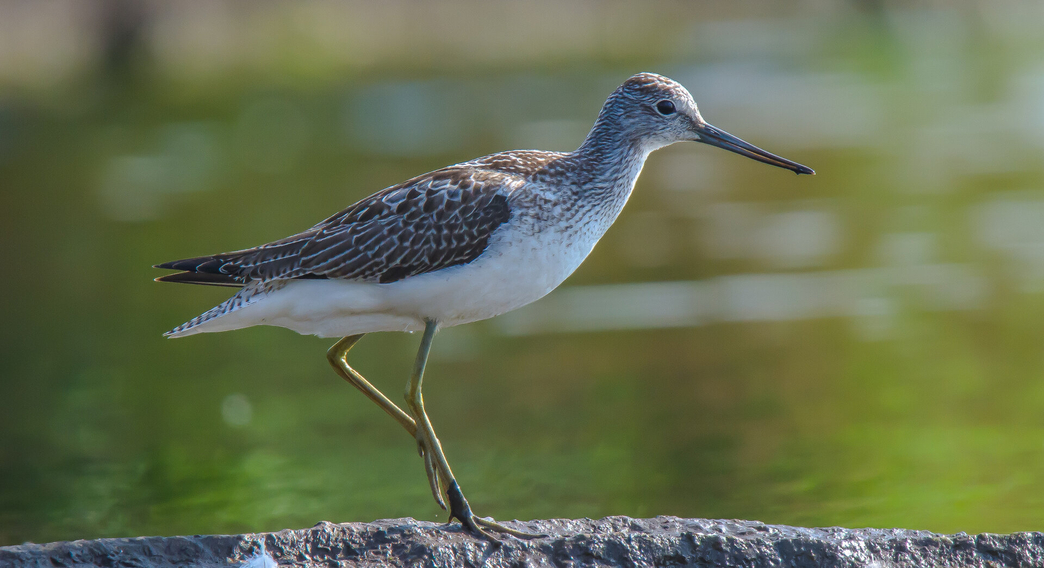 Identify waders | The Wildlife Trusts