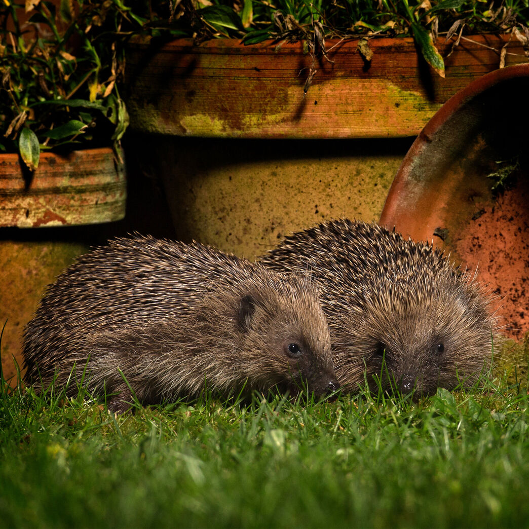 Get voting! Vote opens on new wildlife banknotes, which highlight ...