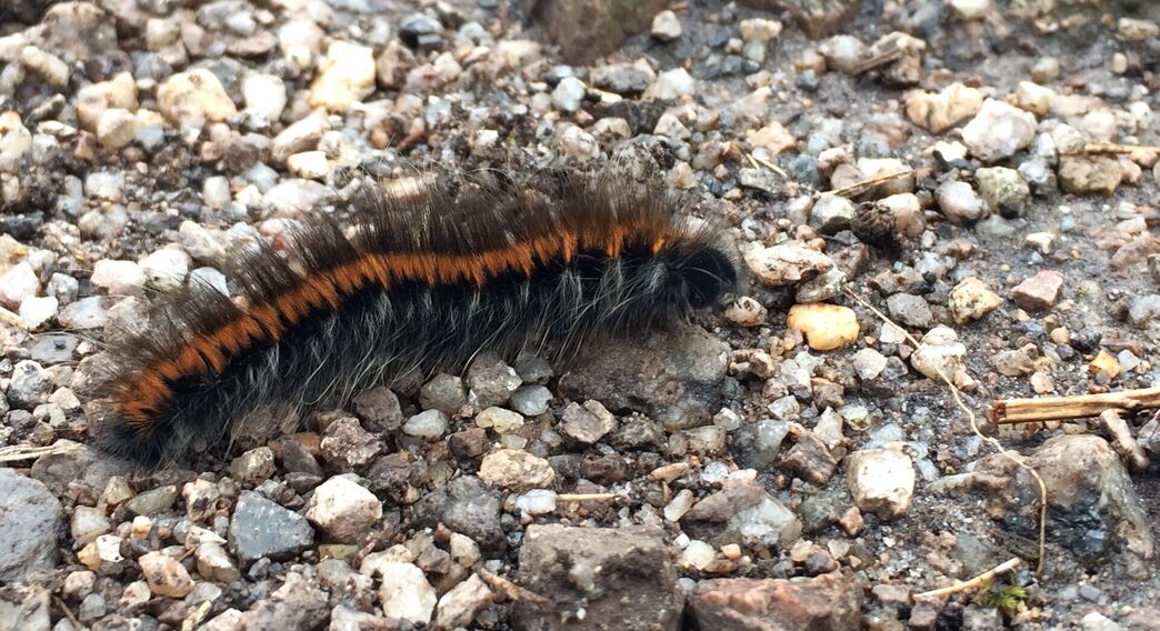 Fox moth | The Wildlife Trusts