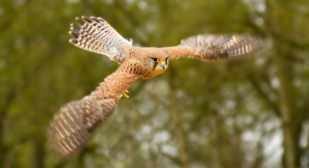 Kestrel | The Wildlife Trusts