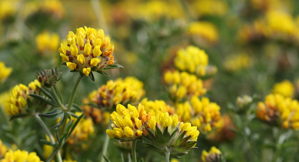 Kidney vetch | The Wildlife Trusts