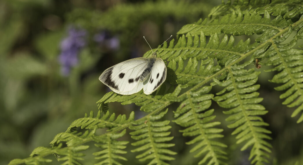 Identify British butterflies | The Wildlife Trusts