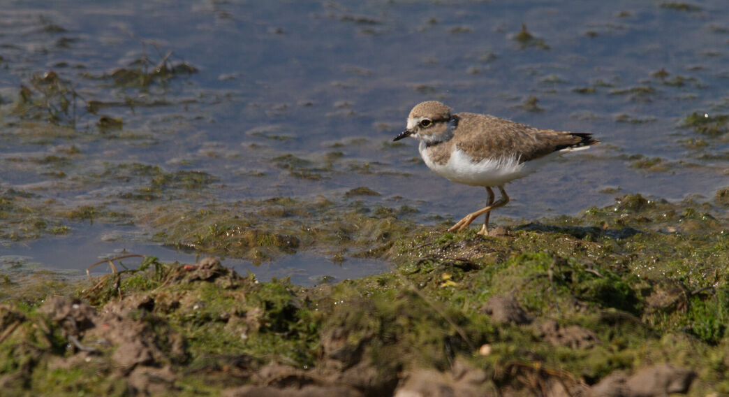 Identify waders | The Wildlife Trusts