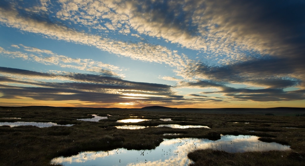 Peatland solutions | The Wildlife Trusts