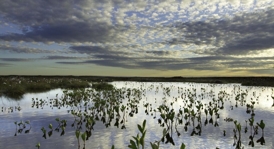 What we want to see from COP26 | The Wildlife Trusts