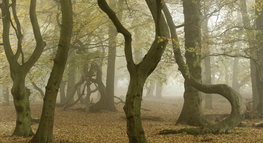 Charnwood Forest Living Landscape | The Wildlife Trusts