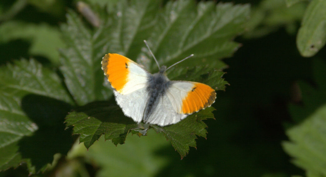 Identify British butterflies | The Wildlife Trusts