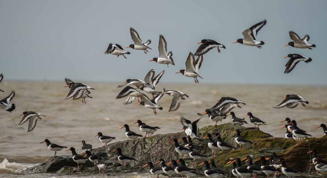 Identify waders | The Wildlife Trusts