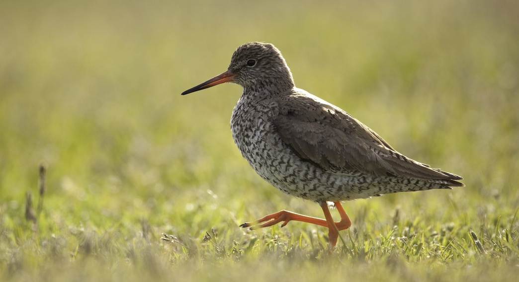 Identify waders | The Wildlife Trusts