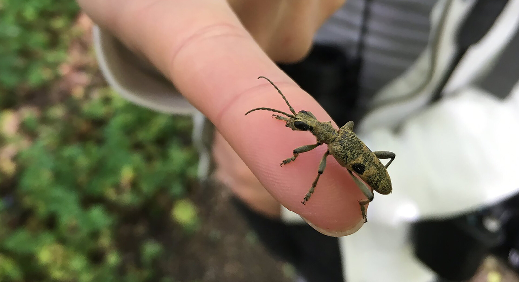 Identify beetles | The Wildlife Trusts