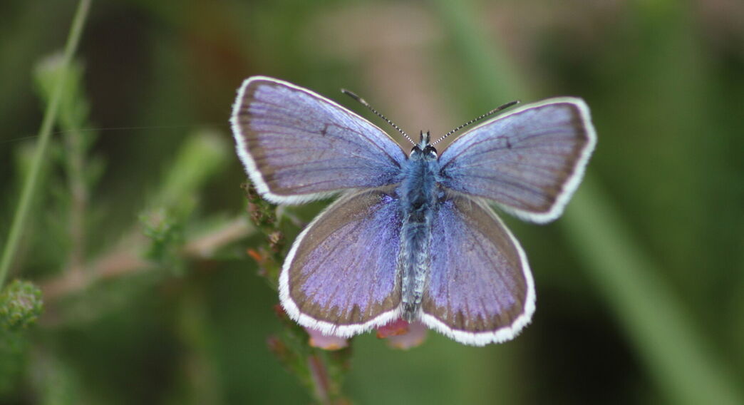 Beguiled by blues | The Wildlife Trusts