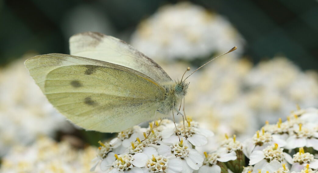 Identify British butterflies | The Wildlife Trusts
