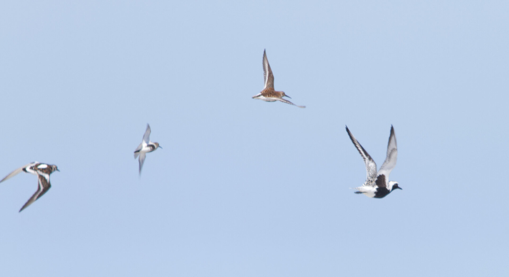 Identify waders | The Wildlife Trusts