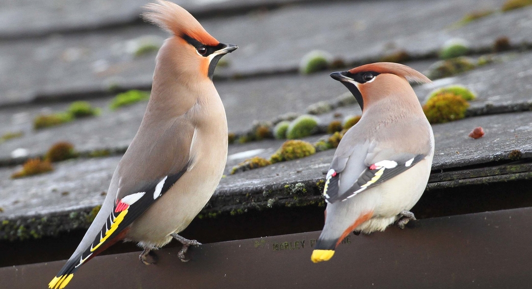 Where to see waxwings | The Wildlife Trusts