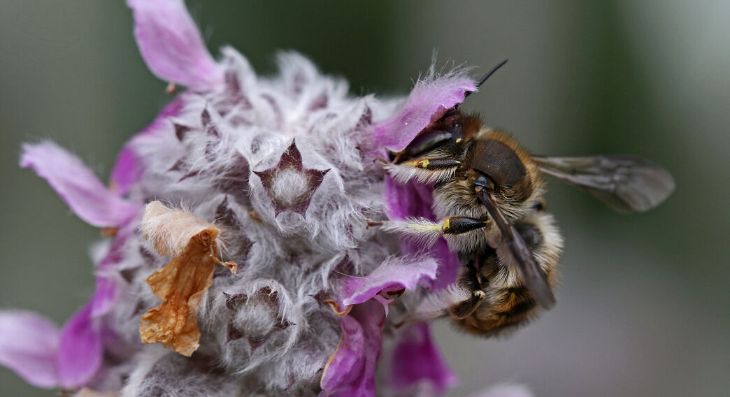 Identify solitary bees in the UK | The Wildlife Trusts