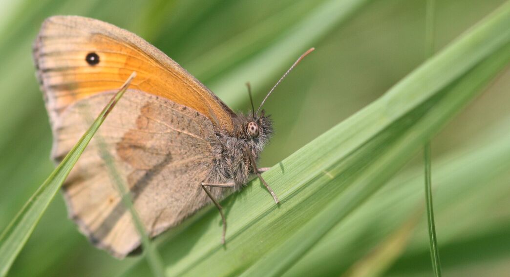 Identify British butterflies | The Wildlife Trusts