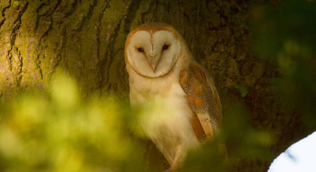 Join Suffolk Wildlife Trust | The Wildlife Trusts