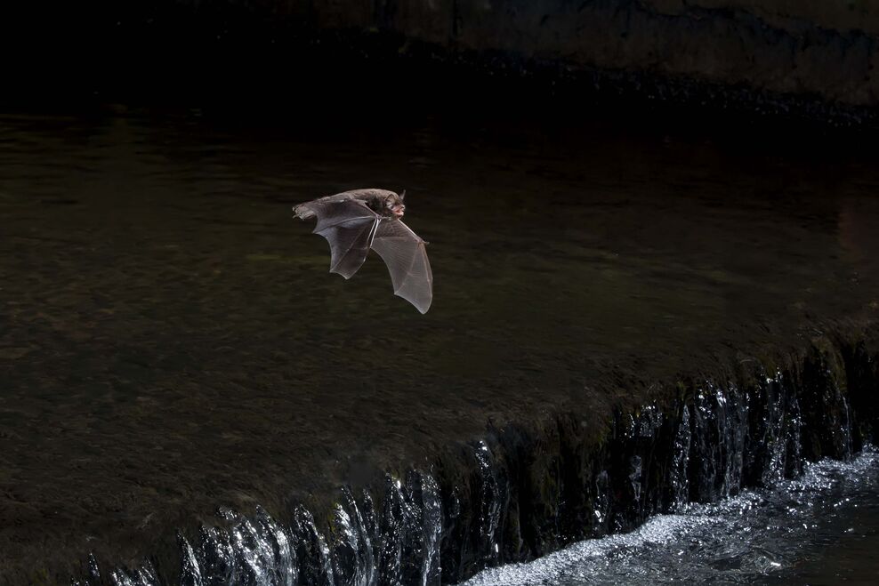 Bats | The Wildlife Trusts
