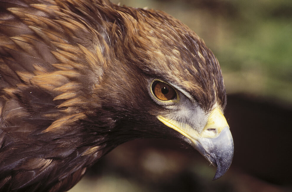 Identify birds of prey | The Wildlife Trusts