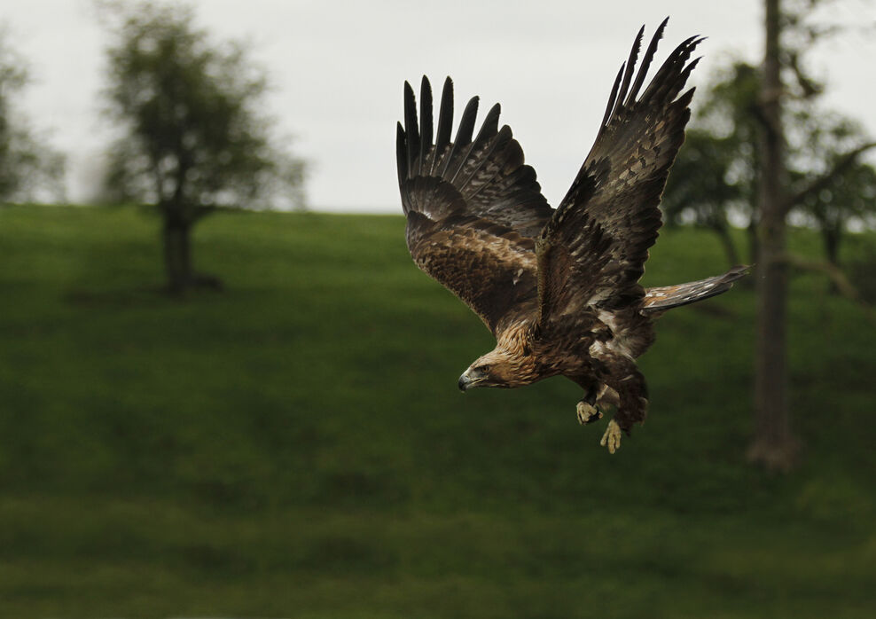 Identify birds of prey | The Wildlife Trusts
