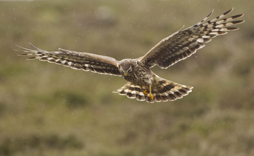 Where to see hen harriers | The Wildlife Trusts
