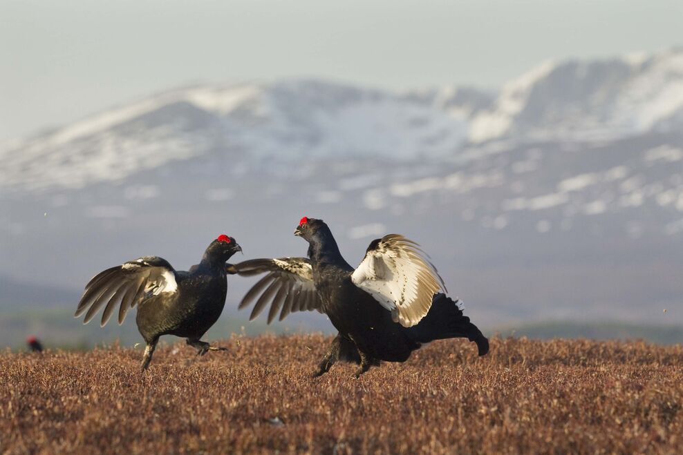 Wild Peak | The Wildlife Trusts