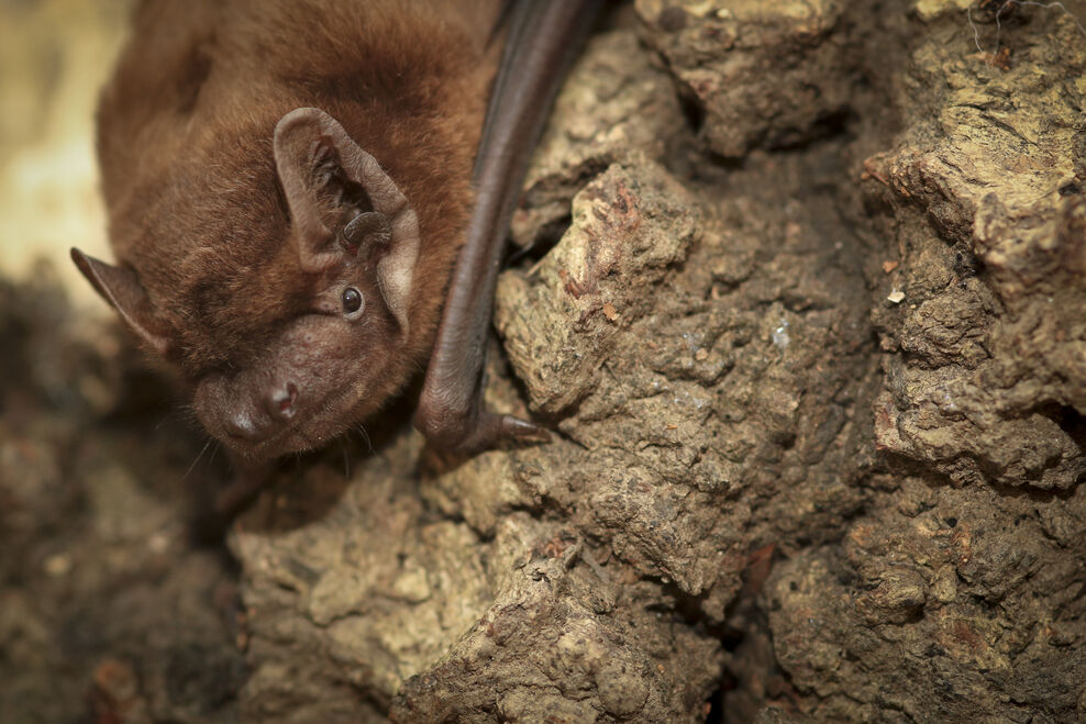 Bats | The Wildlife Trusts