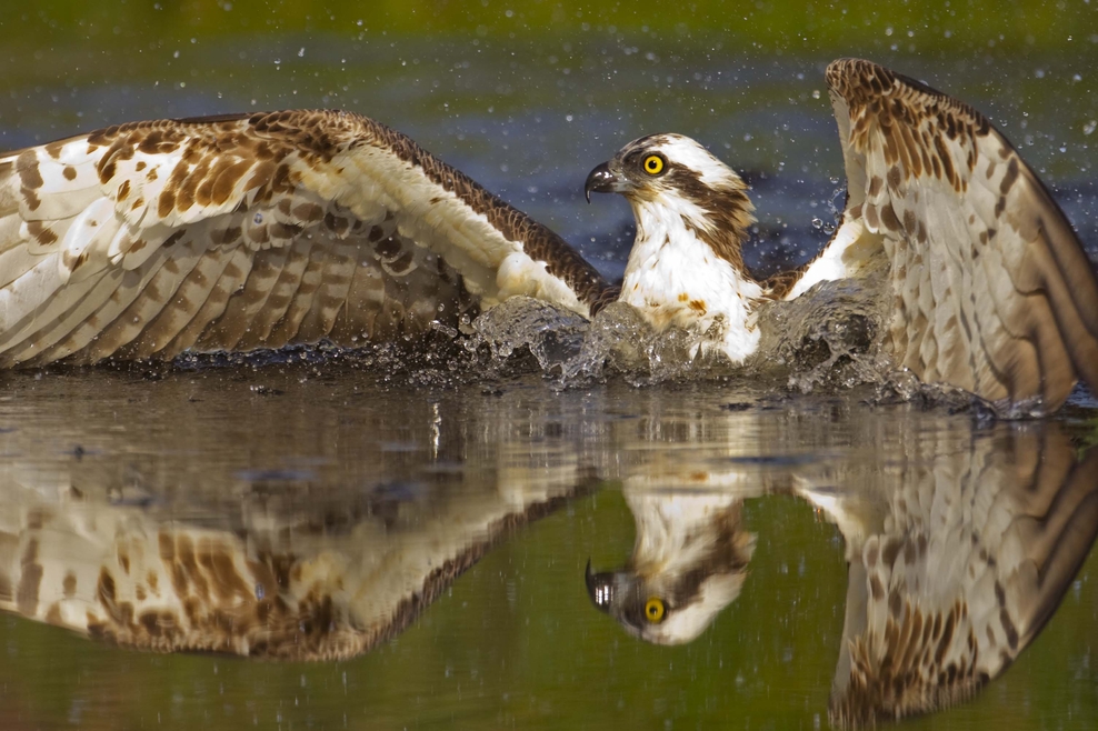 Ospreys | The Wildlife Trusts