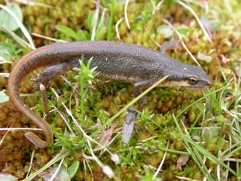 Newts | The Wildlife Trusts