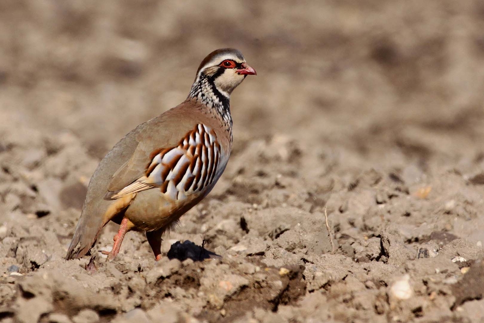 Twelve birds of Christmas | The Wildlife Trusts