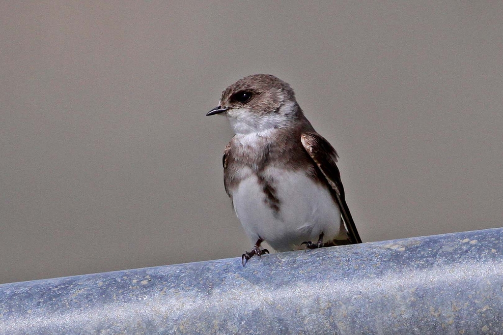 How to identify swifts, swallows, sand martins and house martins | The ...