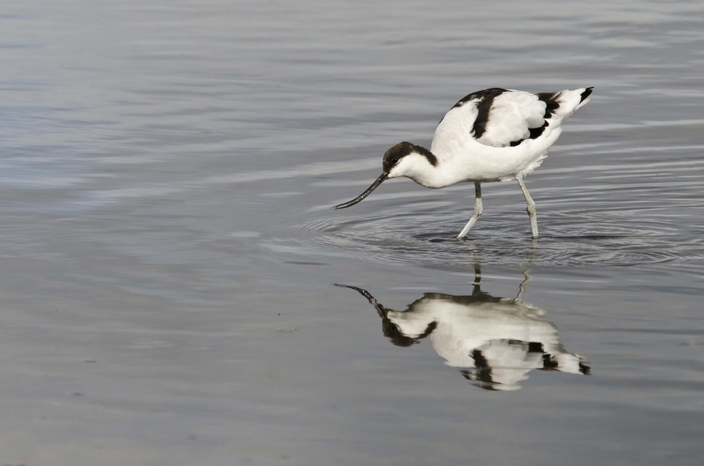 Avocets | The Wildlife Trusts