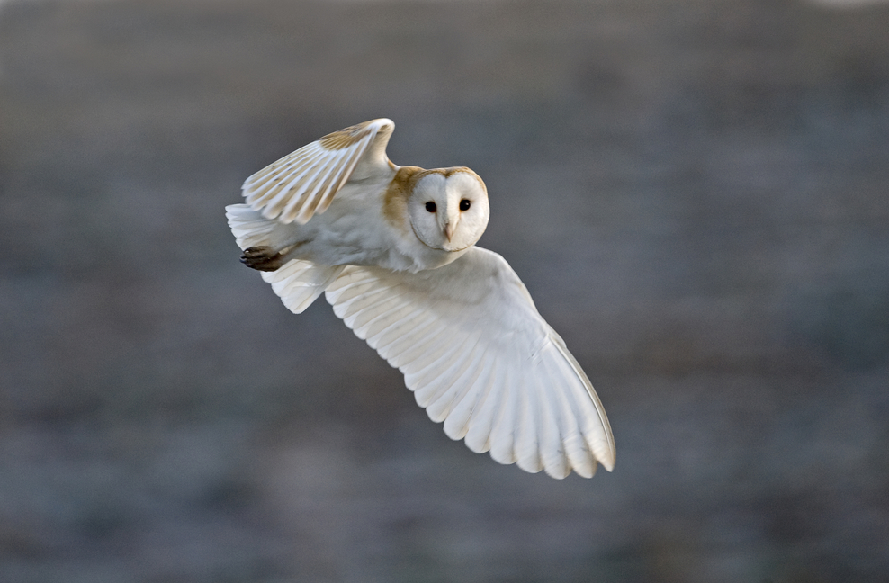 Barn owl | The Wildlife Trusts