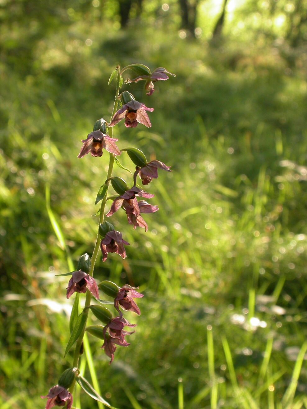 Broad-leaved helleborine | The Wildlife Trusts