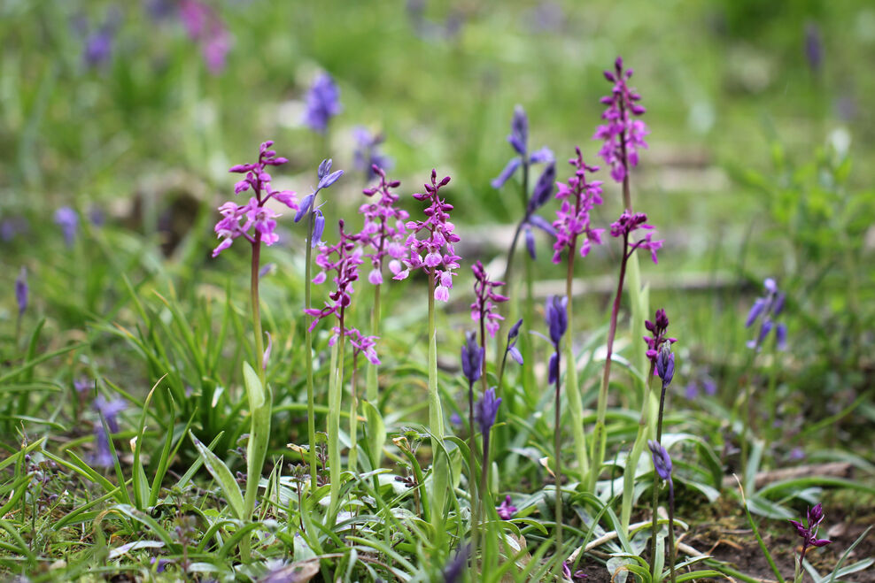 Where to find orchids | The Wildlife Trusts