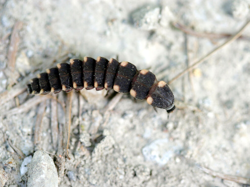 Where to see glow-worms | The Wildlife Trusts
