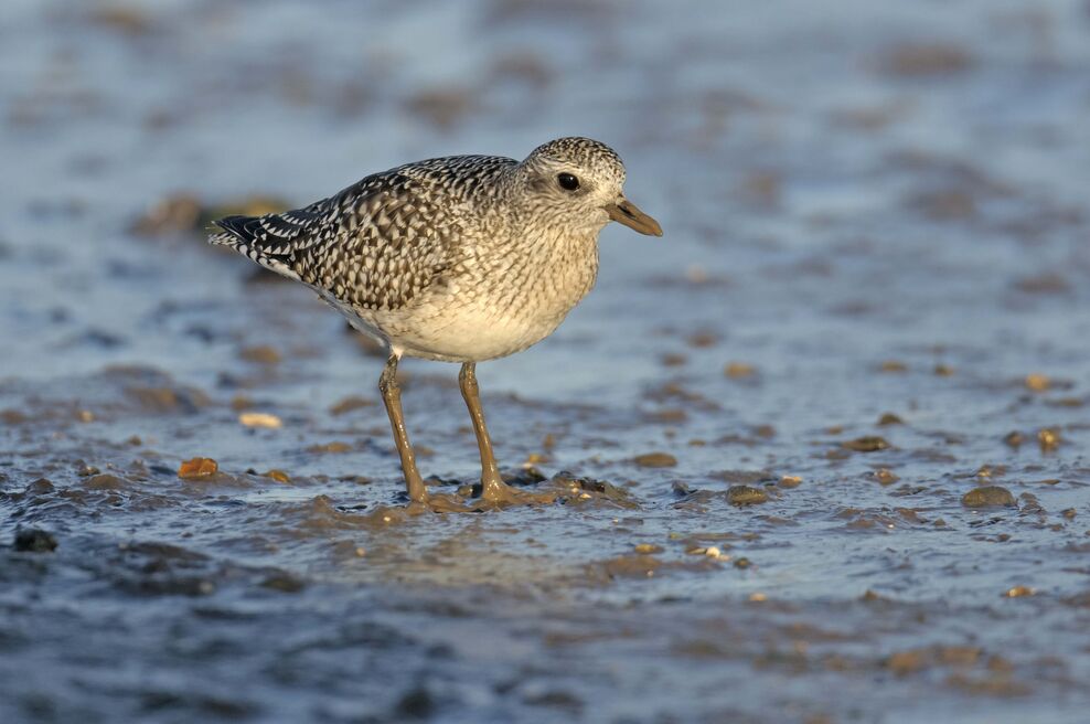 Identify waders | The Wildlife Trusts