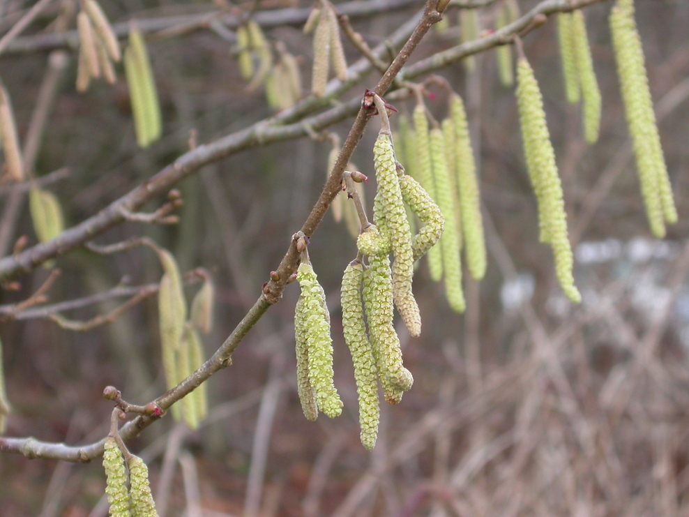 Hazel | The Wildlife Trusts