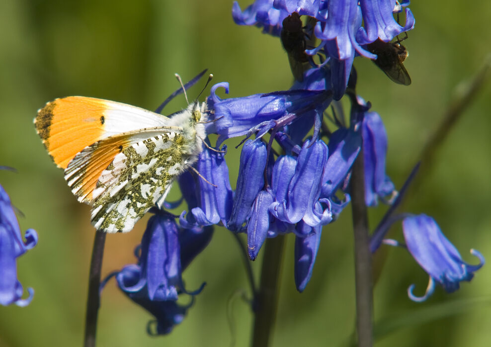 Identify British butterflies | The Wildlife Trusts