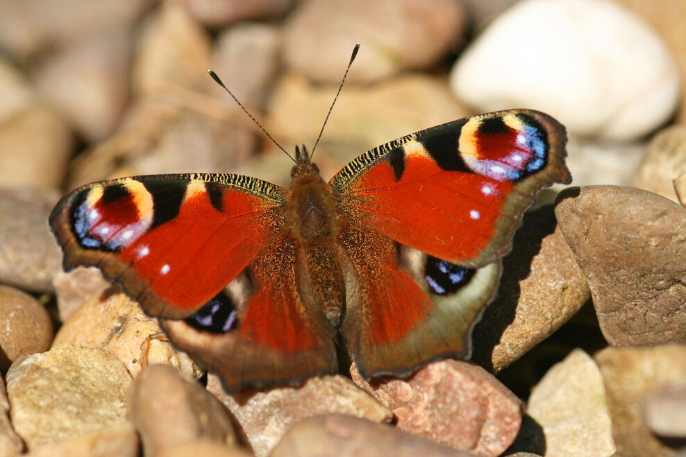 Identify British butterflies | The Wildlife Trusts