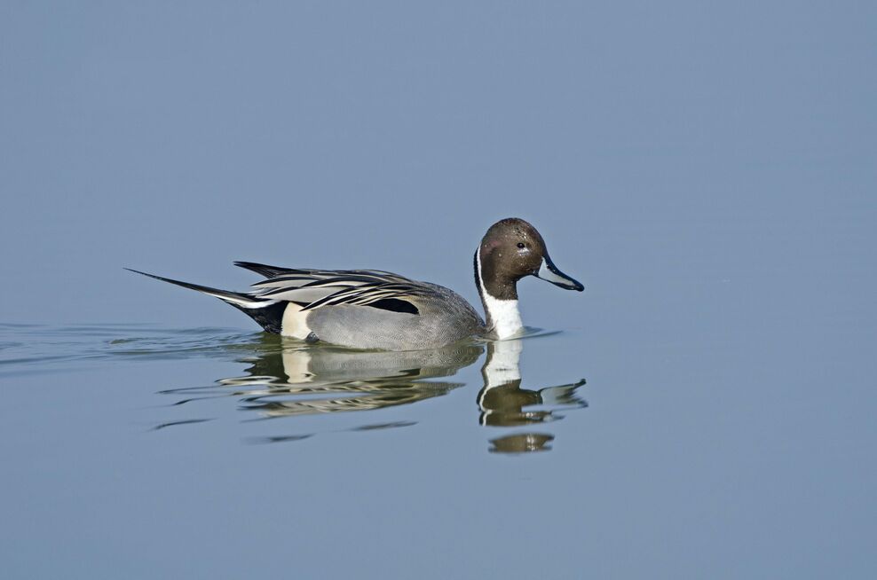 Twelve birds of Christmas | The Wildlife Trusts