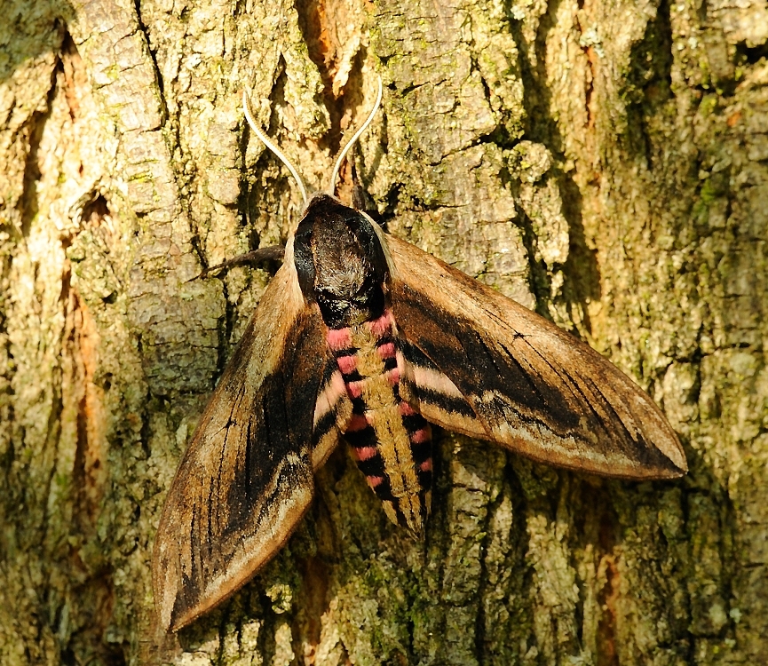 Identify moths | The Wildlife Trusts
