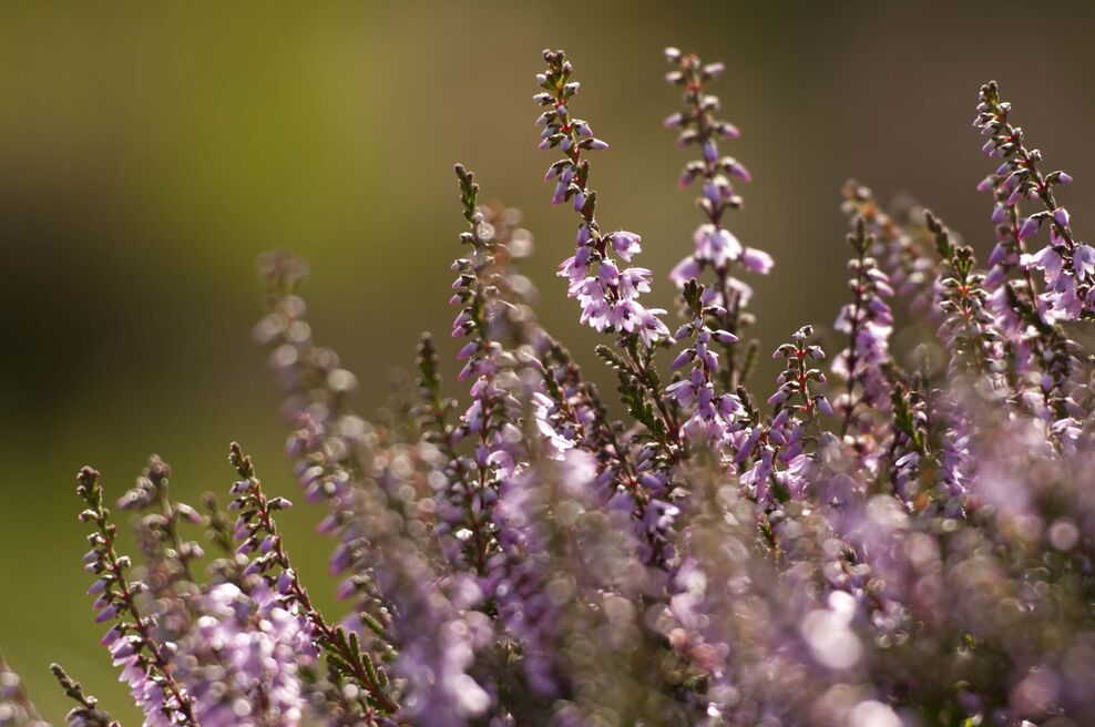 Heather | The Wildlife Trusts