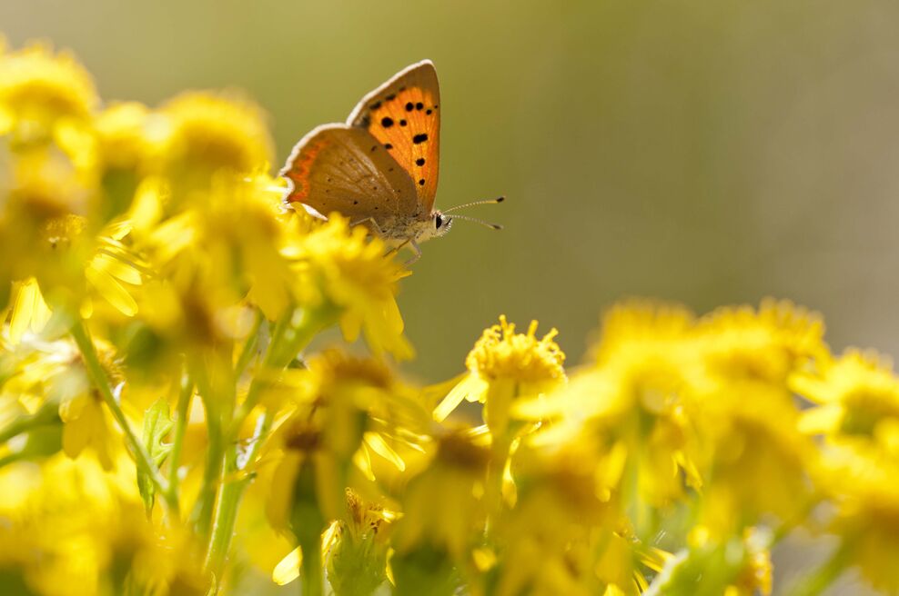 Identify British butterflies | The Wildlife Trusts